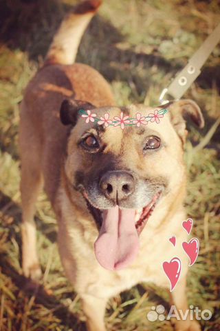 Собака в добрые руки