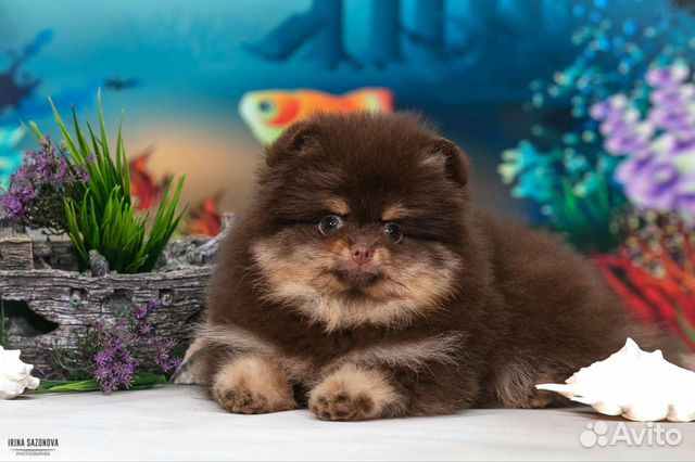 Померанский шпиц мини