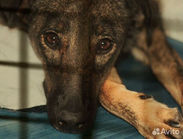 Собака Тая ищет семью