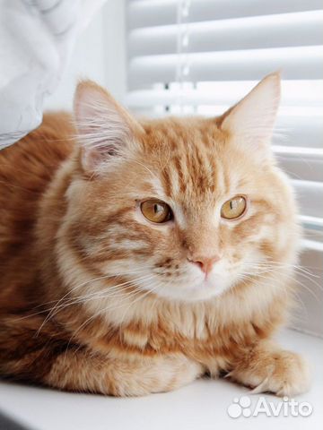 Отдам кота породы курильский бобтейл