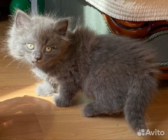 Лучший котенок в Перми