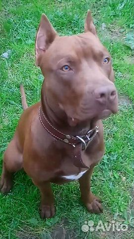 Американский питбуль, случка