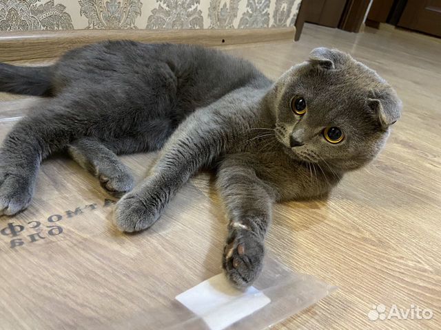 Шотландский кот вязка