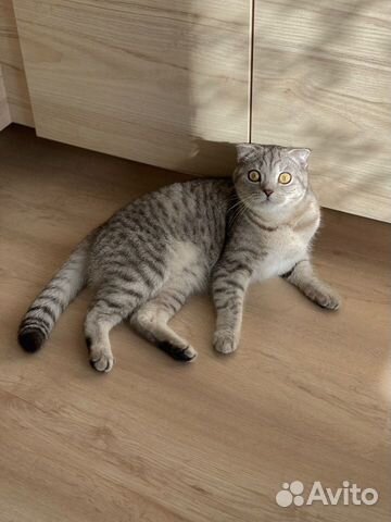 Шотландская кошка вязка