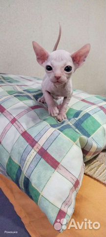 Донской сфинкс котята