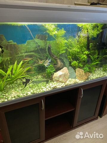 Аквариум 290 литров с тумбой