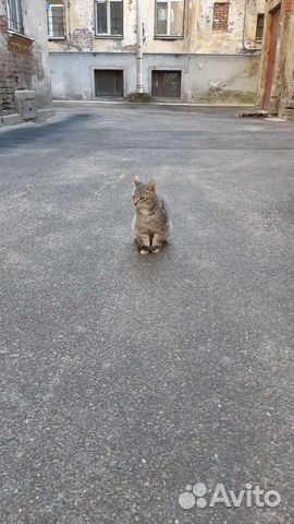 Котята-подростки,живут во дворе