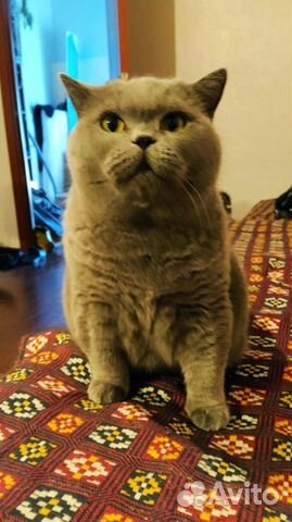 Британочка в добрые руки