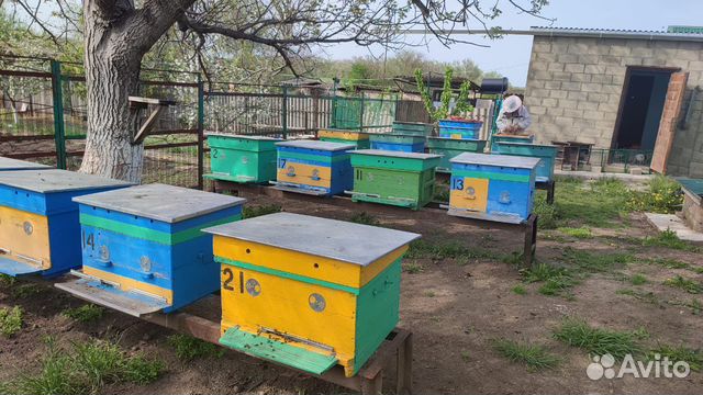 Пчелосемьи, пчелопакеты