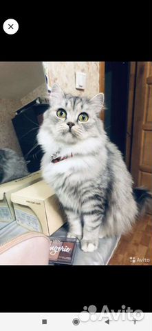Кошка британка