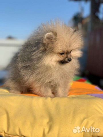Супер пушистая мини помераночка
