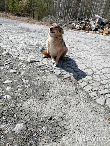 Бэлла - позитивчик