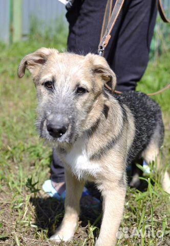 Добрая Бетси для счастья в семье