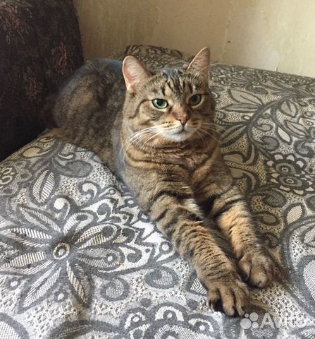 Ласковая кошечка Муся