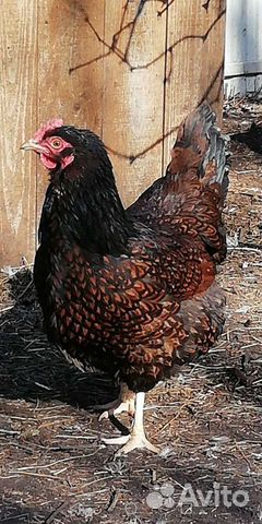 Инкубационное яйцо кур Барневельдер