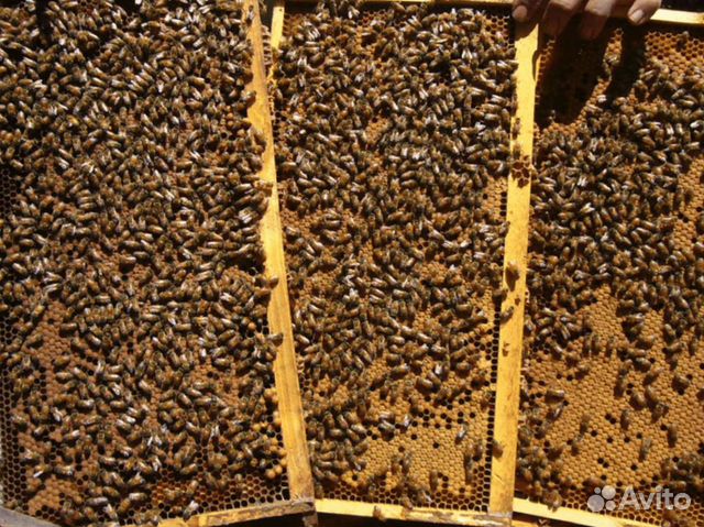 Рамки С расплодом, расплод