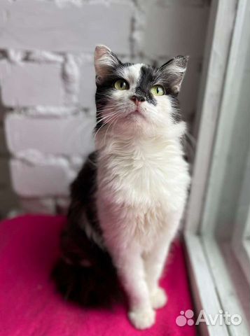 Котодети из приюта ищут своих родителей