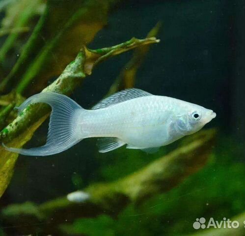 Аквариумные рыбки