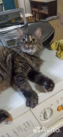 Кошечка в добрые руки