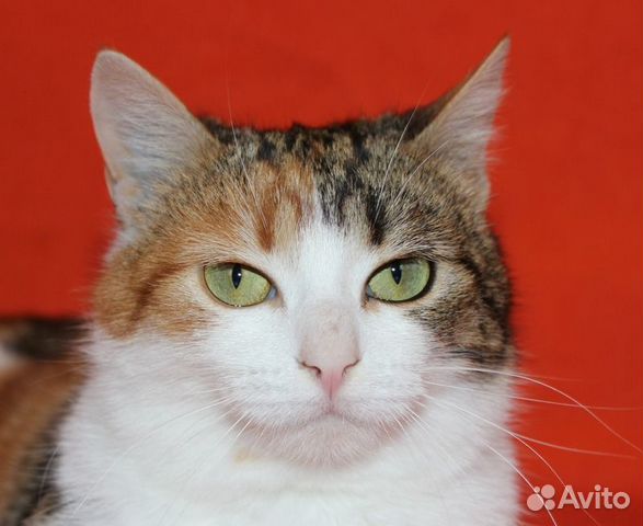 Милая трехцветная кошка Мила в добрые руки