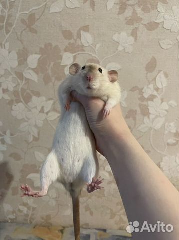 Белые крысы «Дамбо»