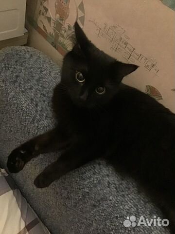 Кошка в дар