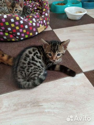 Бенгальские котята