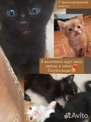 Котята