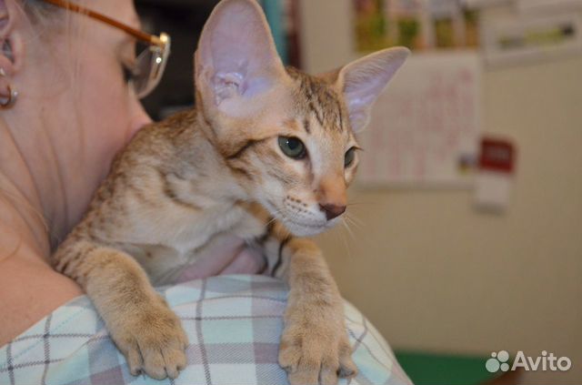 Ориентальная девочка Бесса