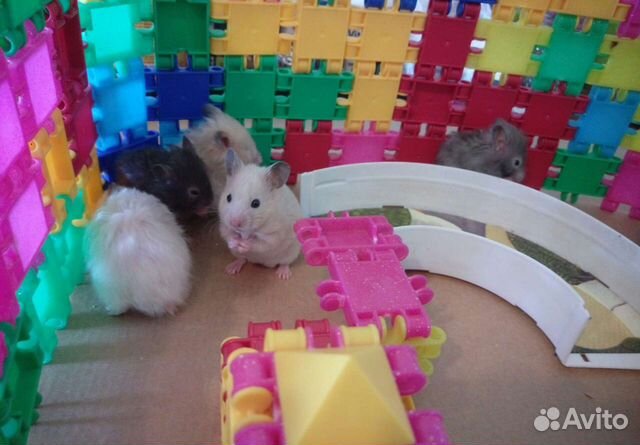 Сирийские хомяки