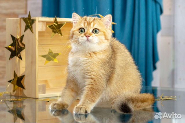 Кошка золотая шиншилла