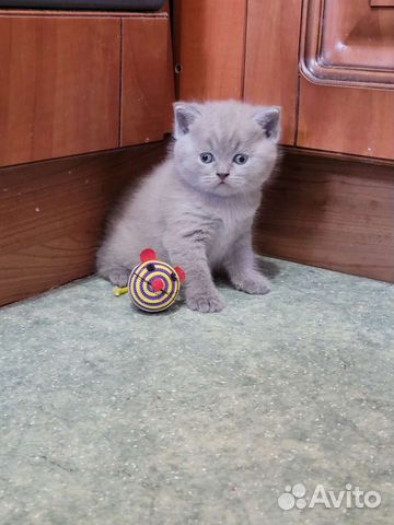 Котенок британец