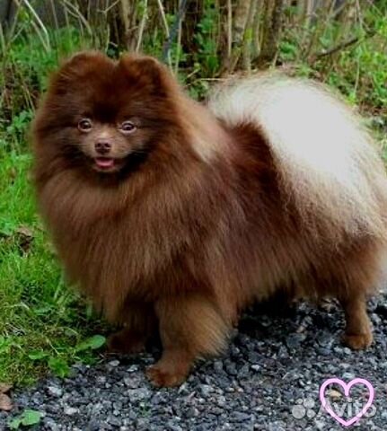 Подрощенный мальчик чисто шоколадный