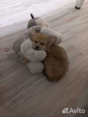 Маленькая собачка