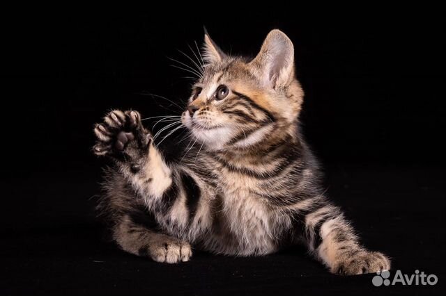 Кошки