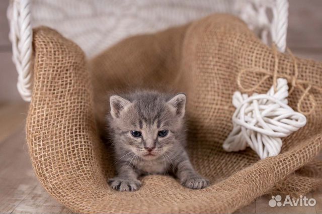 Котенок Дымок в дар