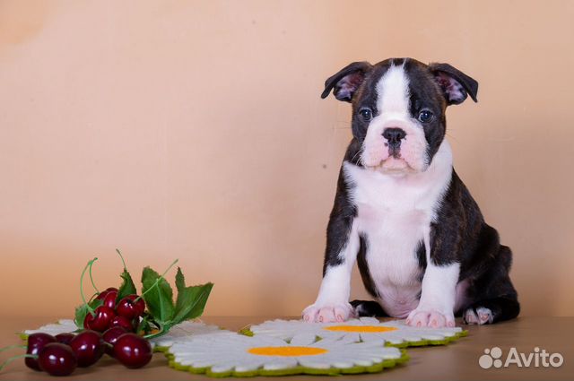 Щенки boston терьер