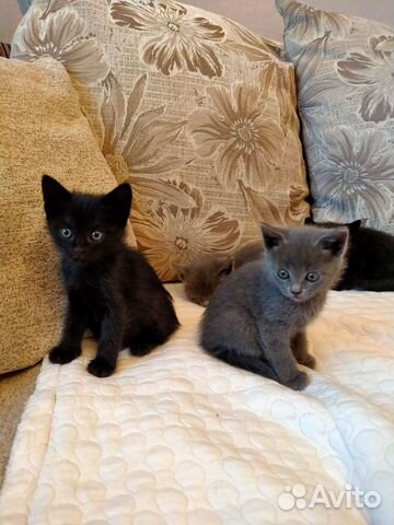 Котята в добрые руки даром