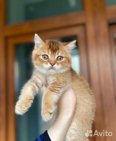 Британские котята