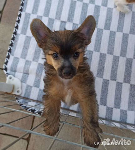 Пуховички китайчики