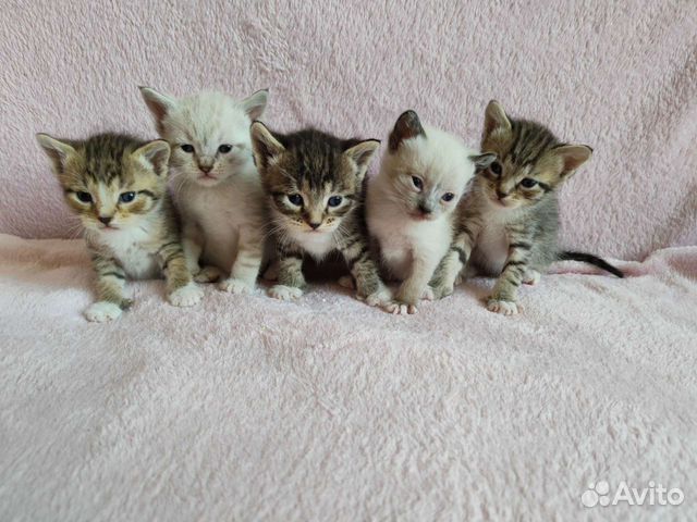 Котята в добрые ручки