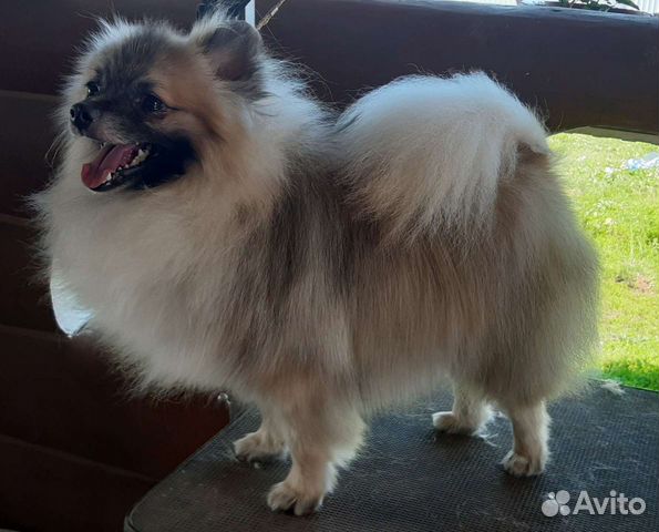 Шпиц взрослый кобель