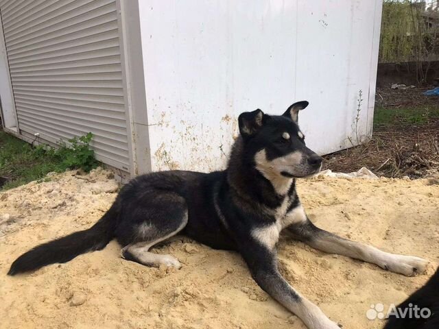 Чудо чудное