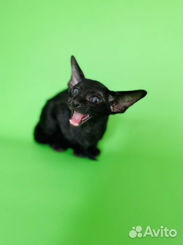 Ориентальные котята