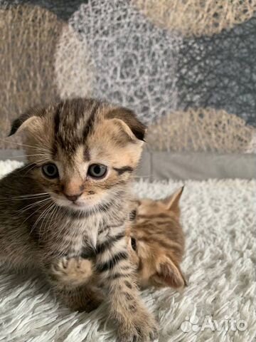 Котята шотландцы вислоухие