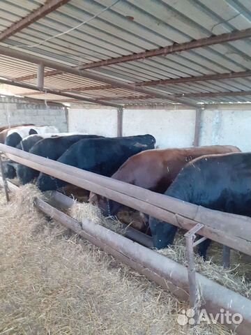 Быки на мясо