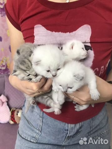 Котенок