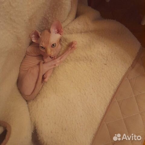 Канадский сфинкс котенок