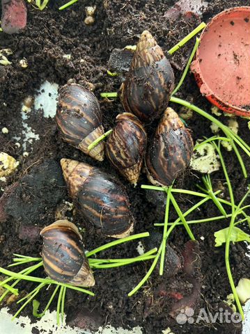 Улитки ахатины