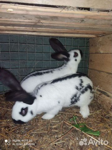 Кролики немецкий строкач